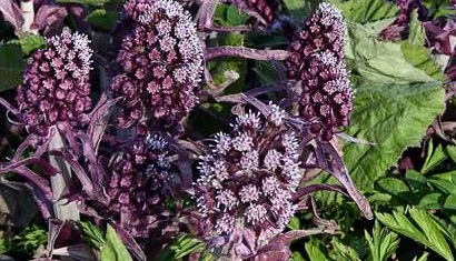 Butterbur - Preventive Health Advisor